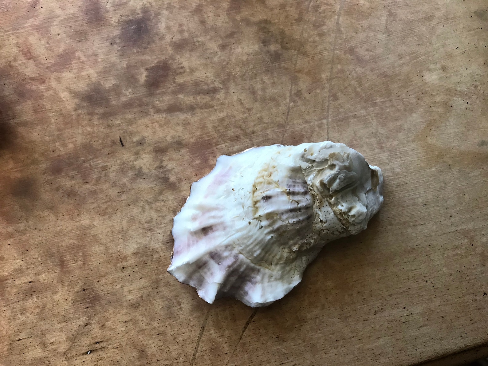 Chinoiserie Oyster Shell With Monkey in Orange - Etsy