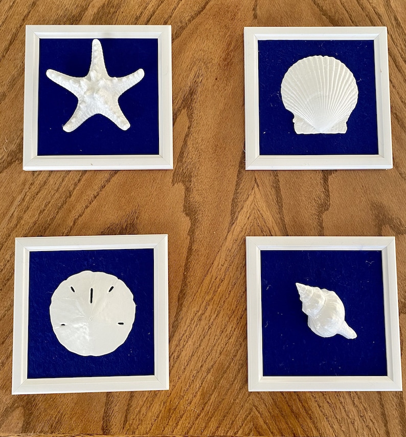 Four Framed Seashells Set on Blue Felt in 6x6 in White Frames, Semi ...