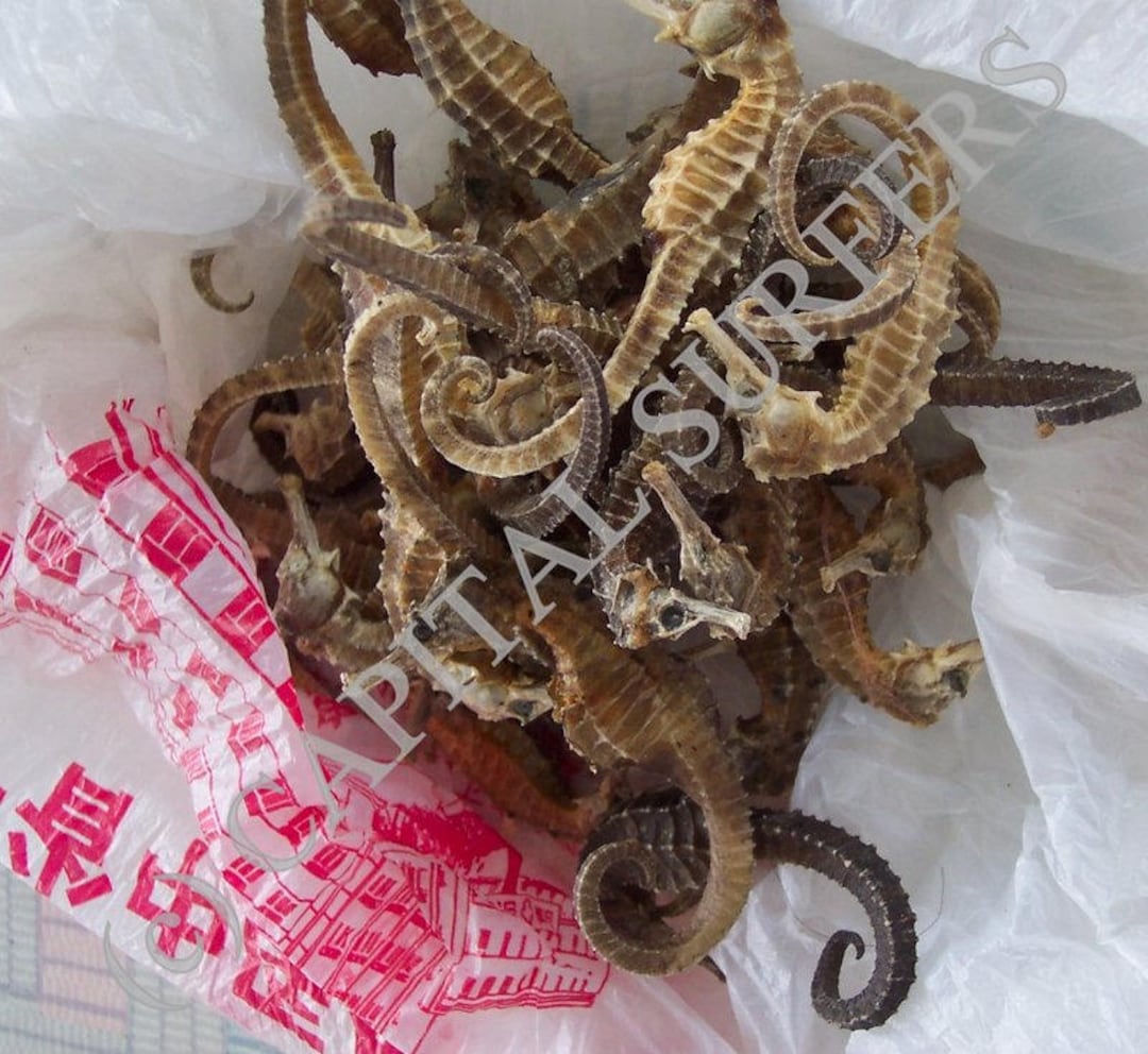 Digital Download IMAGE of Dried Seahorses Used in Traditional Chinese ...