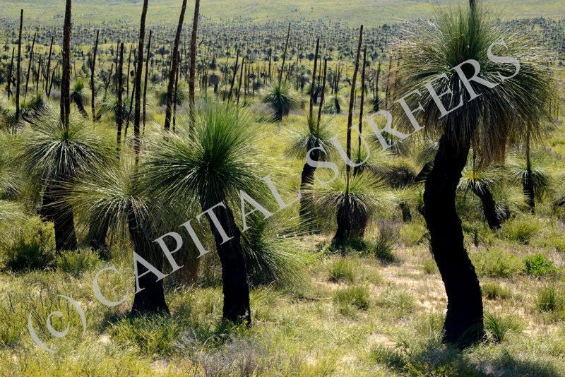 Grass Trees (xanthorrhoea Australis) - Wanagarren Nature Reserve ...