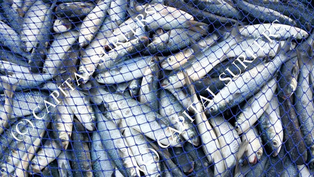 Sea Mullet Caught off Kings Beach - Caloundra, Sunshine Coast ...