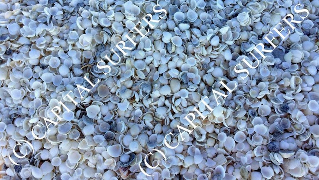 Fragum Cockle Shells (coquina) - Shell Beach, Shark Bay, Western ...