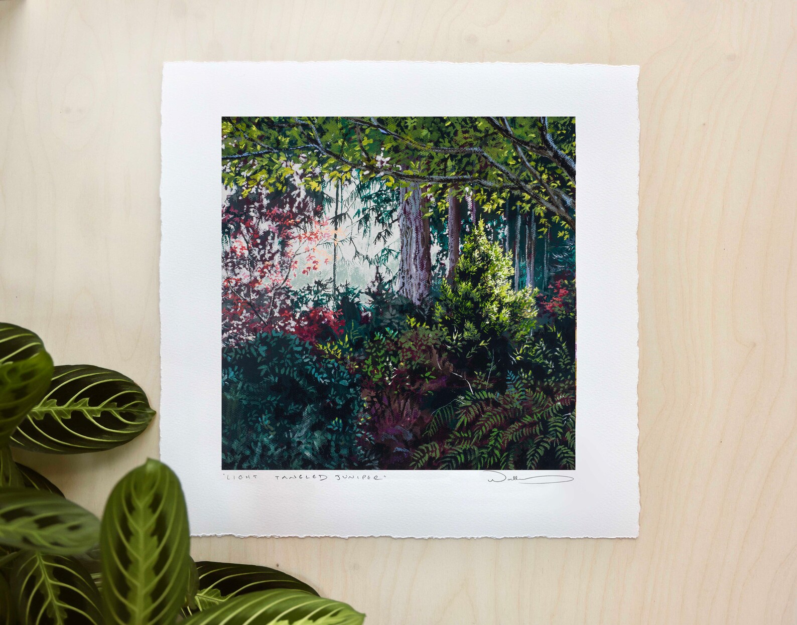 Light Tangled Juniper - Archival Print of WA Forest Study | 10"x10" - Etsy
