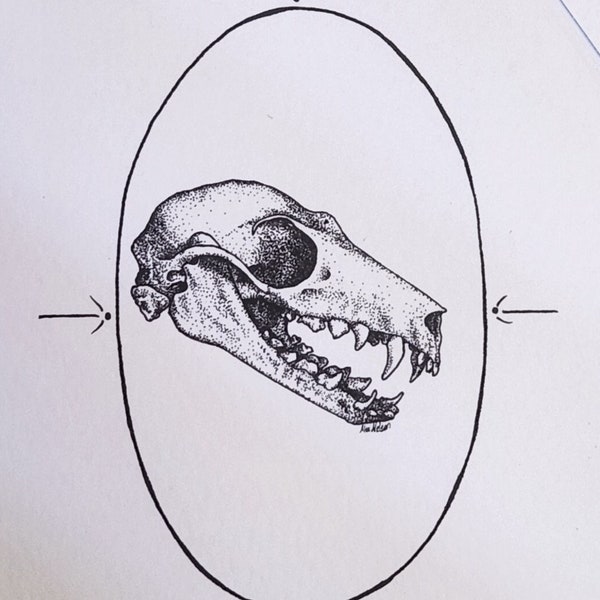 Flying Fox Skull - Etsy