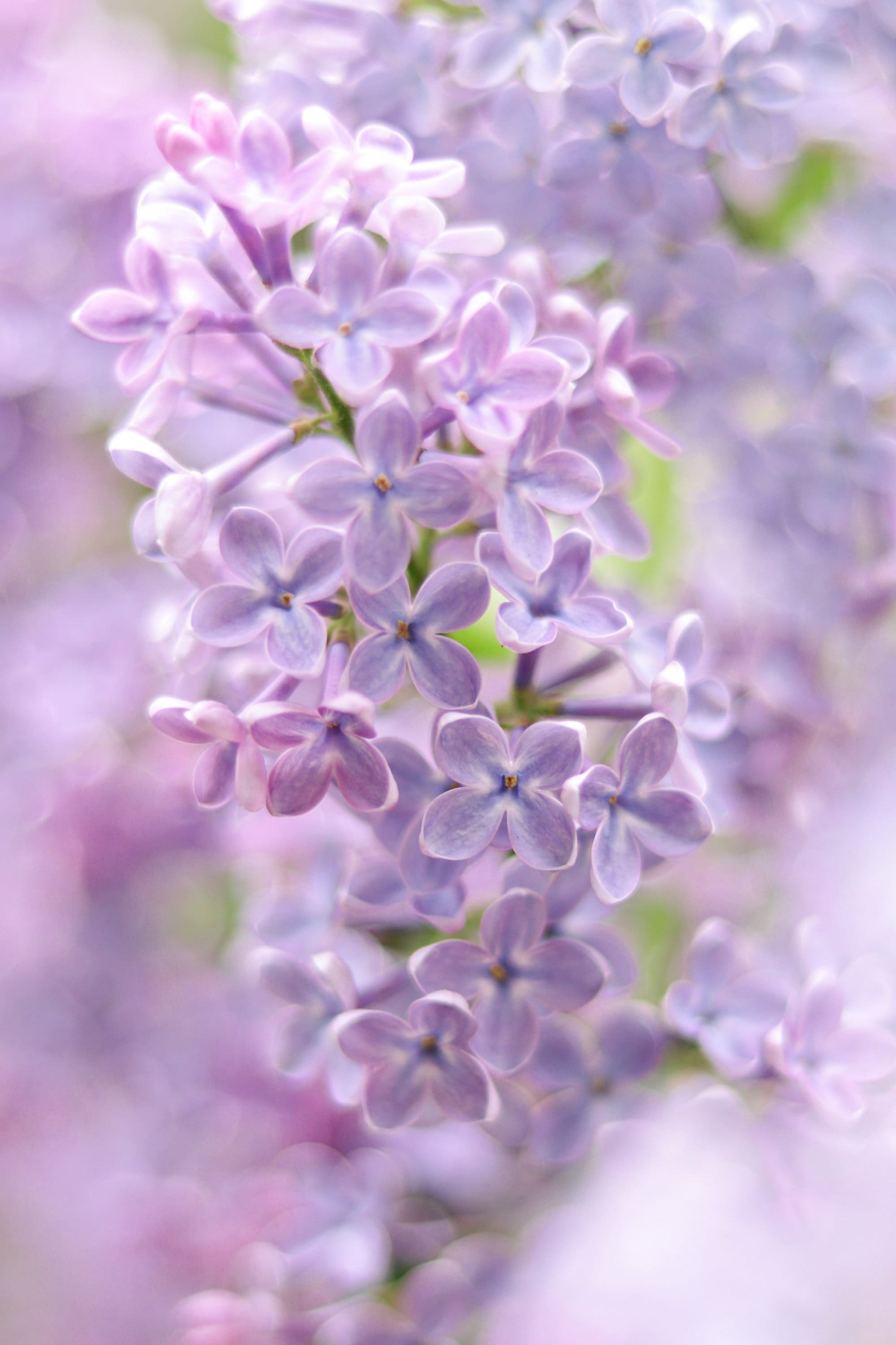 Lovely Lilac 8x10 - Etsy
