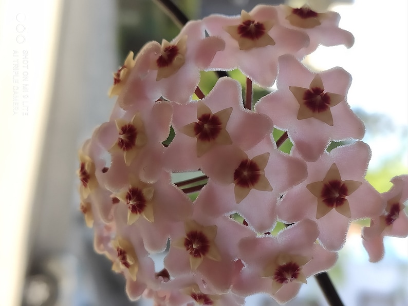 Wachsblume Hoya Carnosa Porzellanblume Zimmerpflanze echte - Etsy.de