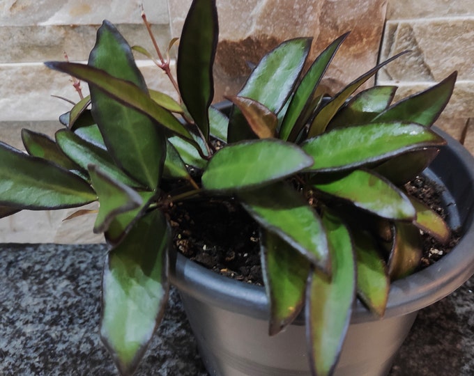 Wachsblume Hoya cv. Rosita 1, Porzellanblume, Zimmerpflanze ...