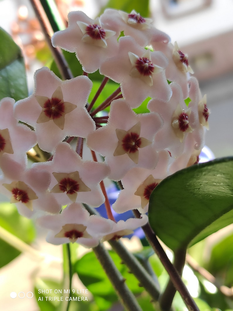 Wachsblume Hoya Carnosa Porzellanblume Zimmerpflanze echte - Etsy.de