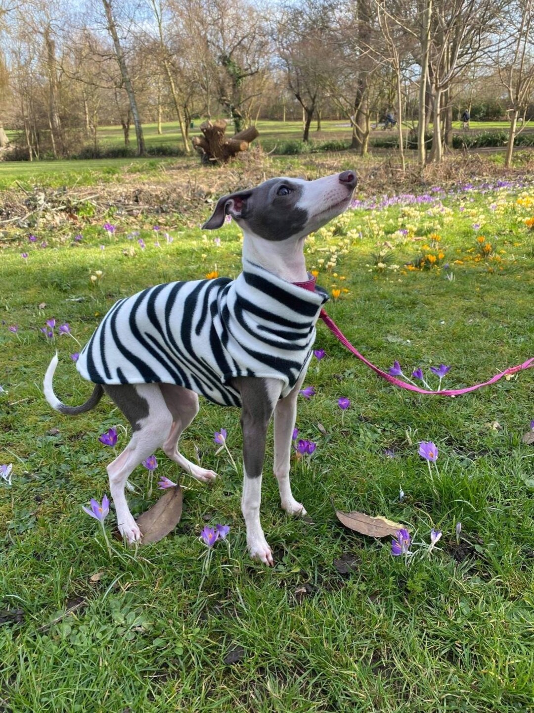 Italian Greyhound Simple Vest in Plain and Patterned Polar Fleece in 6 ...