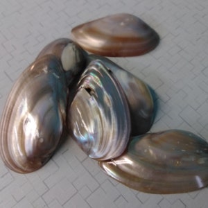 One Gorgeous Polished Florida Shiny Spike Mussel Shell - Etsy UK