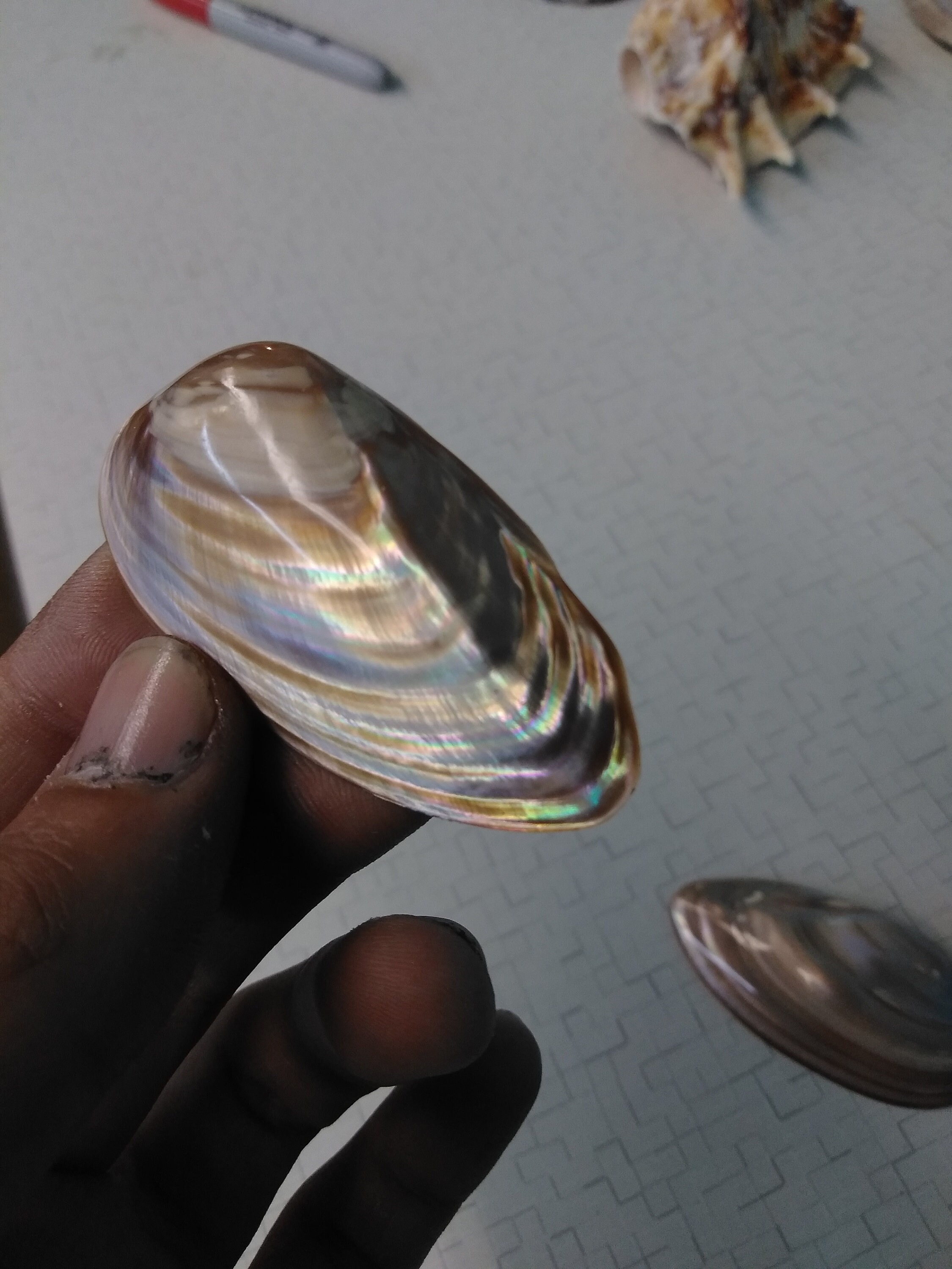 One Gorgeous Polished Florida Shiny Spike Mussel Shell - Etsy UK