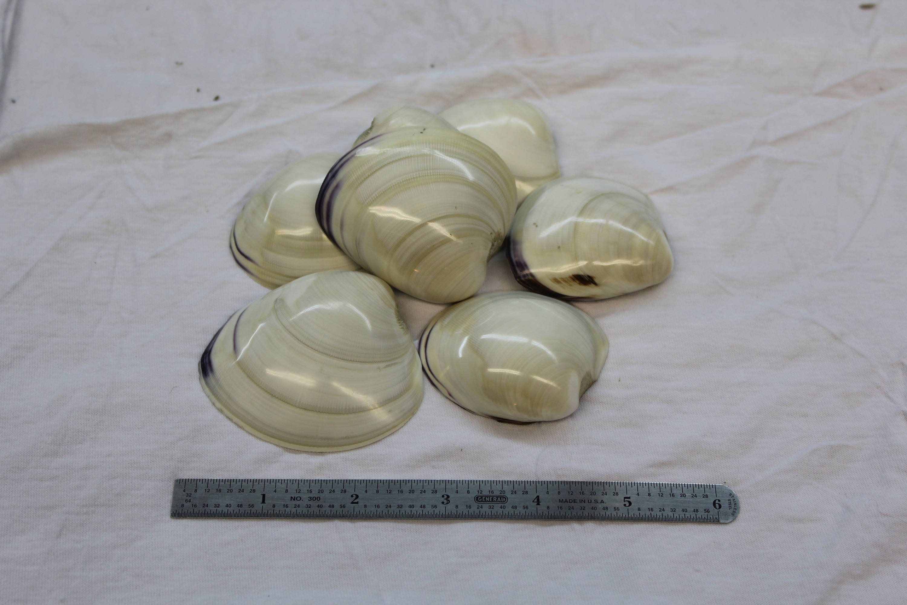 One Polished Wampum/Northern Quahog shell | Etsy