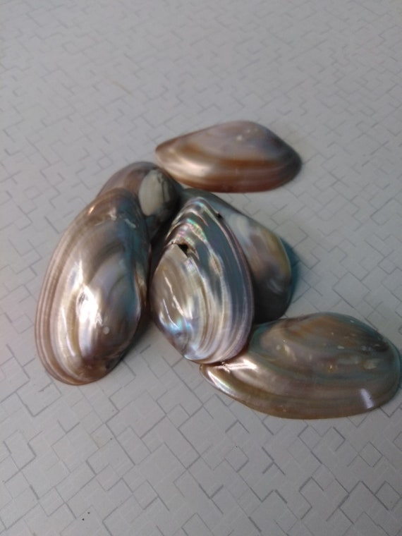 One Gorgeous Polished Florida Shiny Spike Mussel Shell - Etsy UK