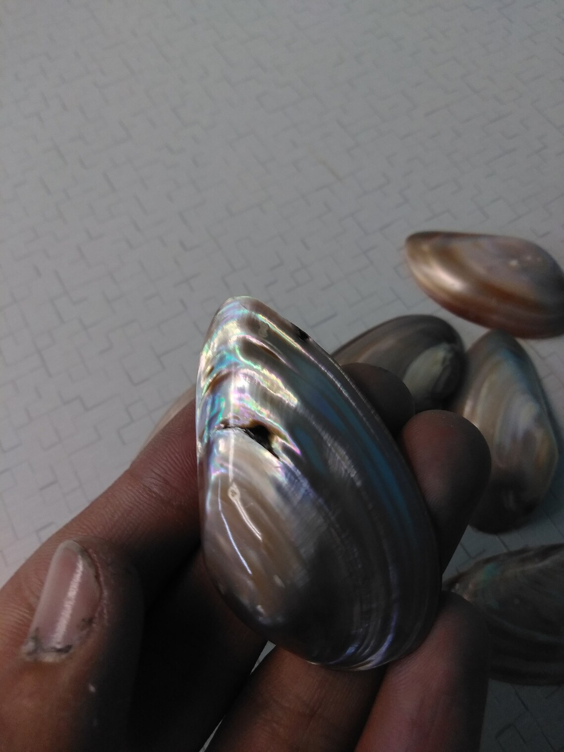 One Gorgeous Polished Florida Shiny Spike Mussel Shell - Etsy UK