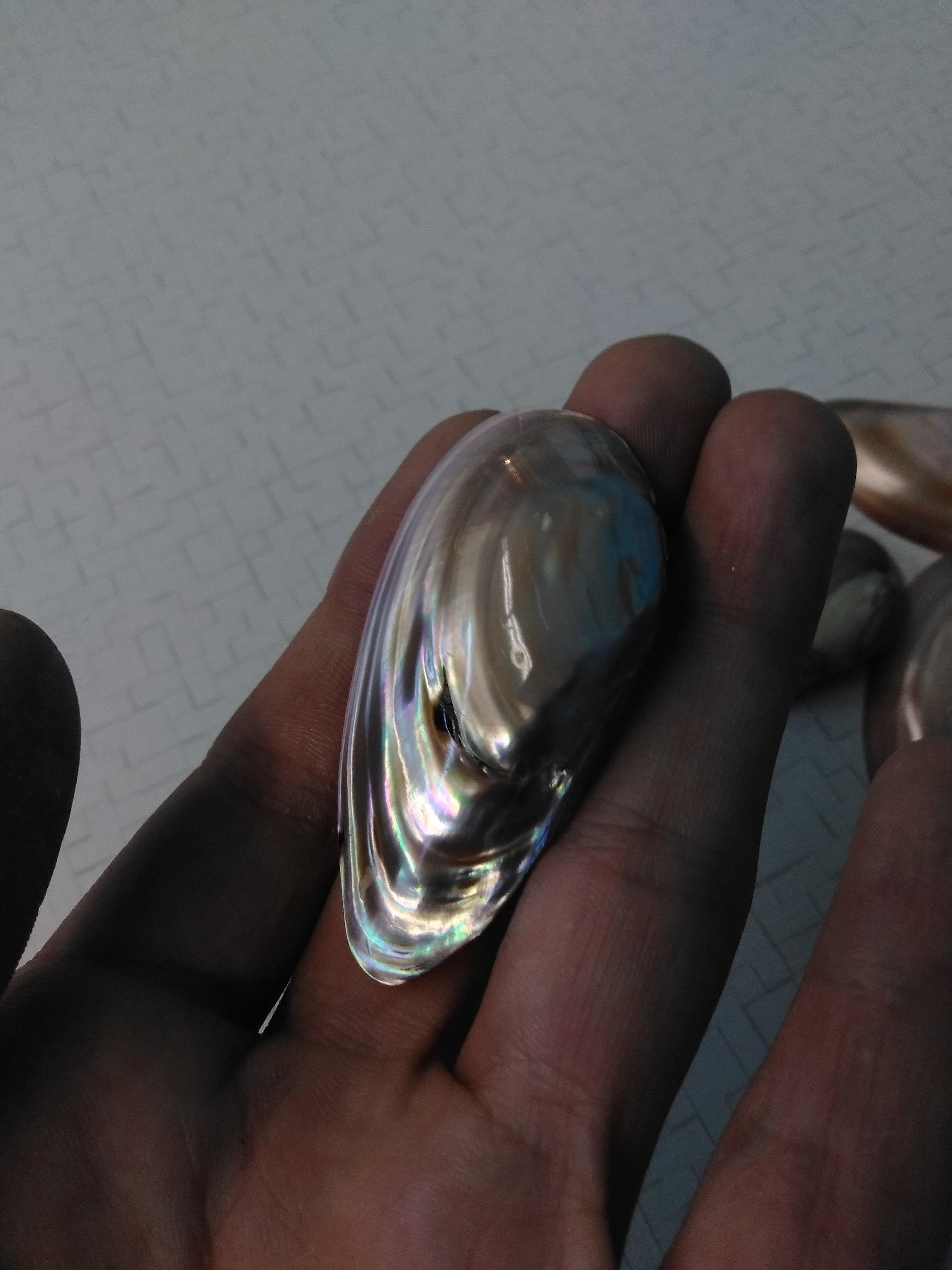 One Gorgeous Polished Florida Shiny Spike Mussel Shell - Etsy UK