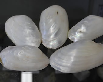 Scotland Blue Mussel Shells - Etsy