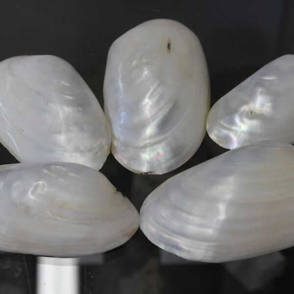 Freshwater Mosaics - Etsy