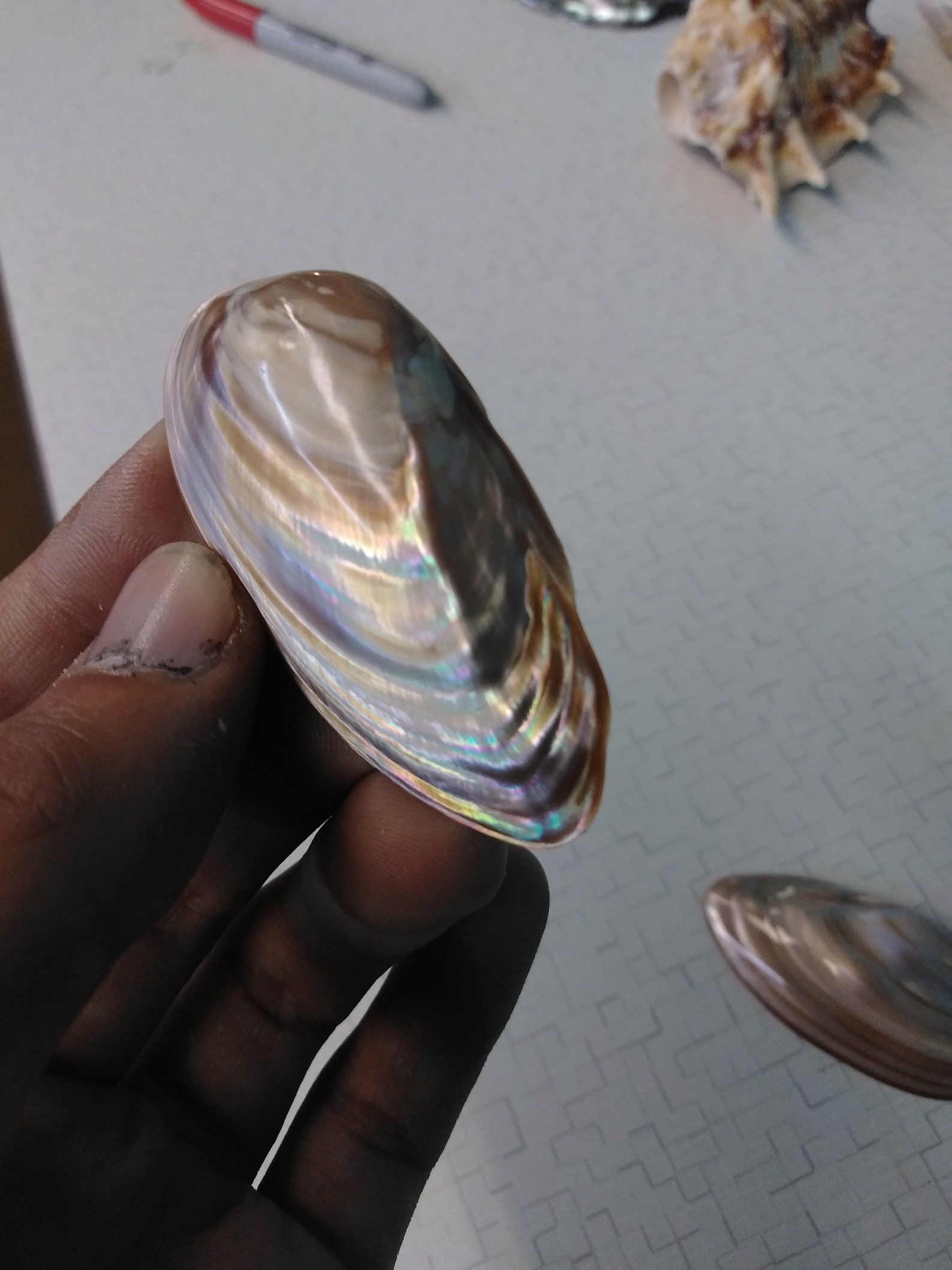 One Gorgeous Polished Florida Shiny Spike Mussel Shell - Etsy UK