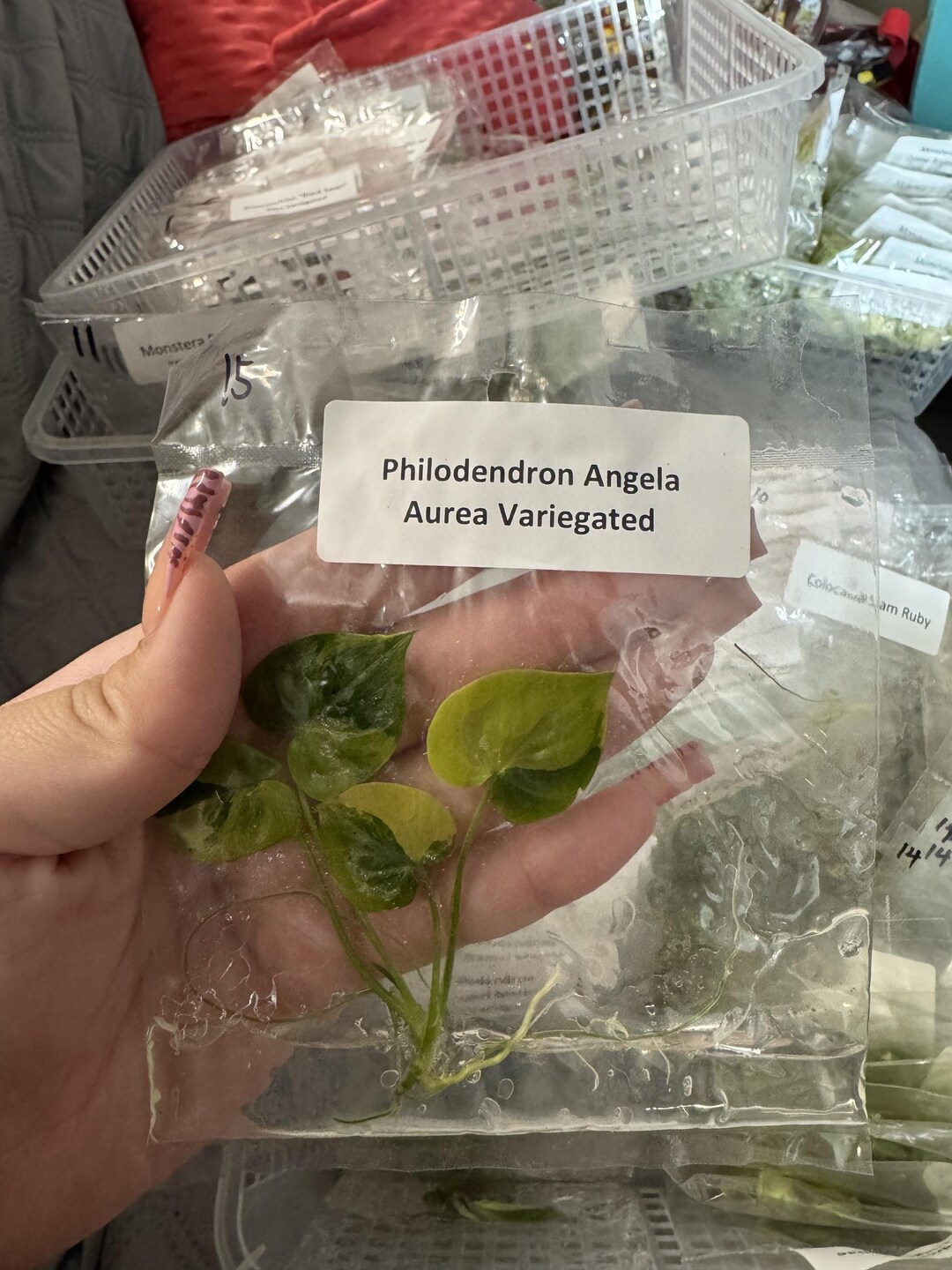 Philodendron Angela Aurea Variegated - Tissue Culture (TC) - Etsy
