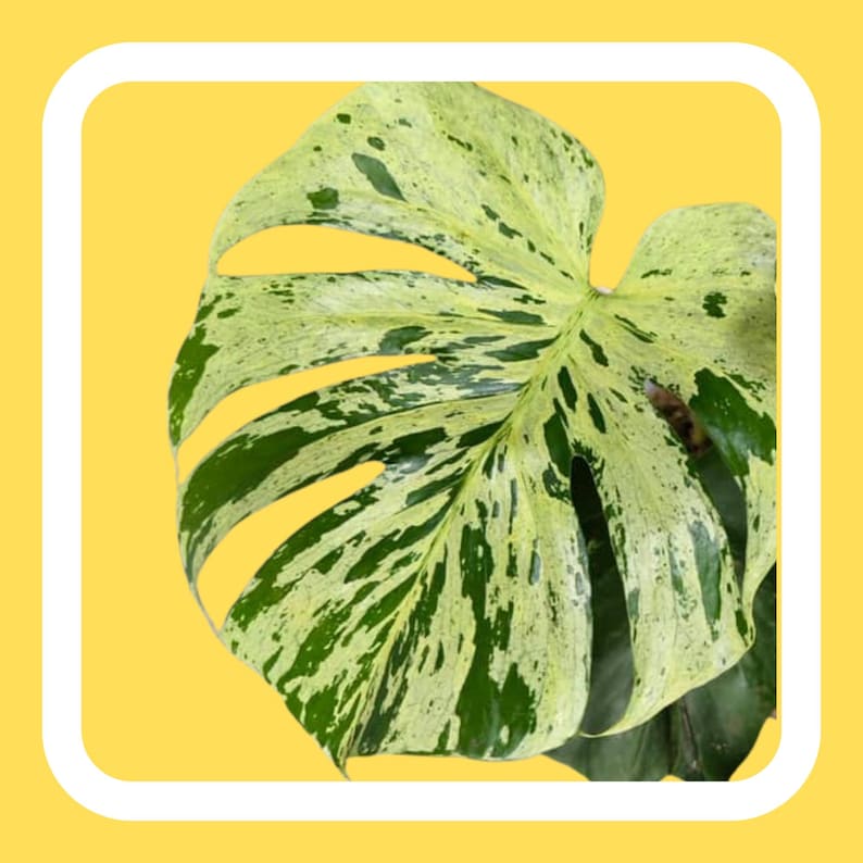 Monstera Deliciosa Bulbasaur - Tissue Culture (TC) - Etsy