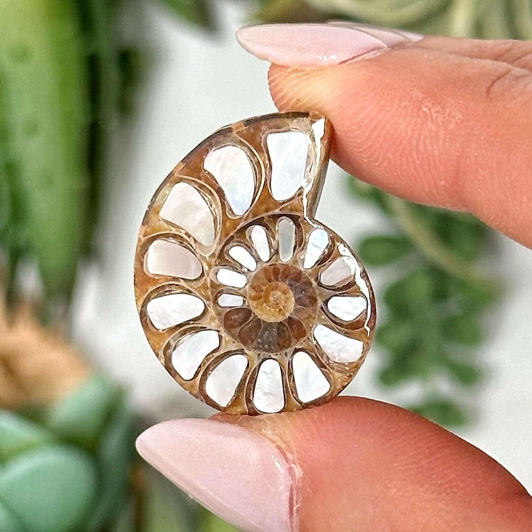 Mother of Pearl Ammonite Inlay 3 - Etsy