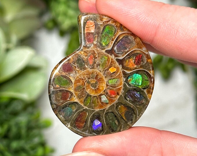 Ammolite Ammonite Inlay - #2 - Etsy