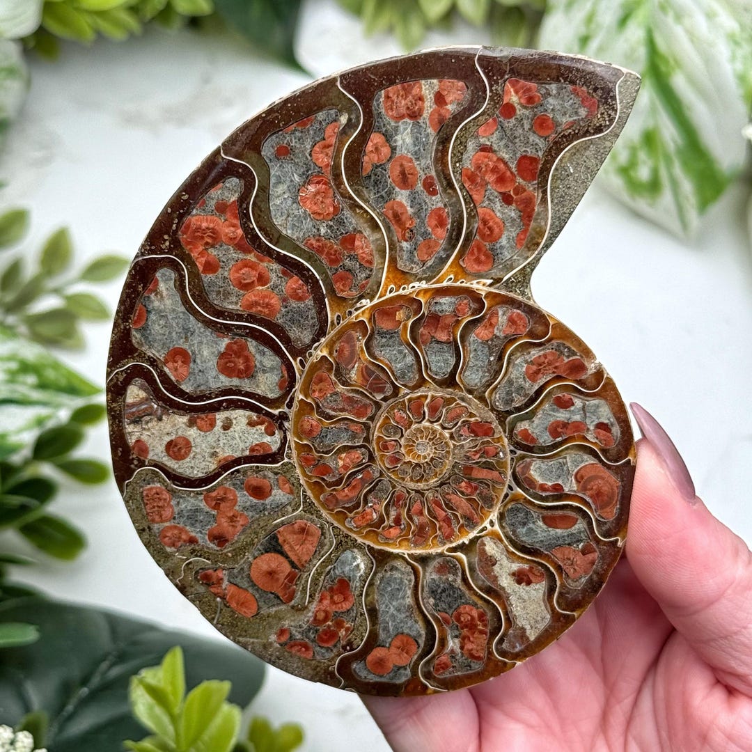 Ammonite Garnet in Wollastonite Inlay - #1 - Etsy UK