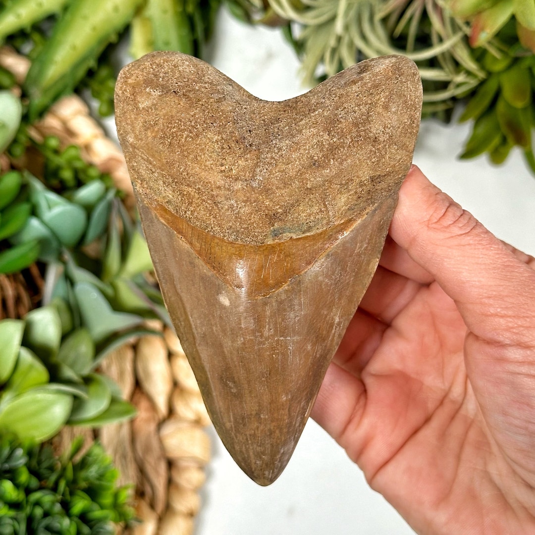 Rare Megalodon Tooth 9 - Etsy