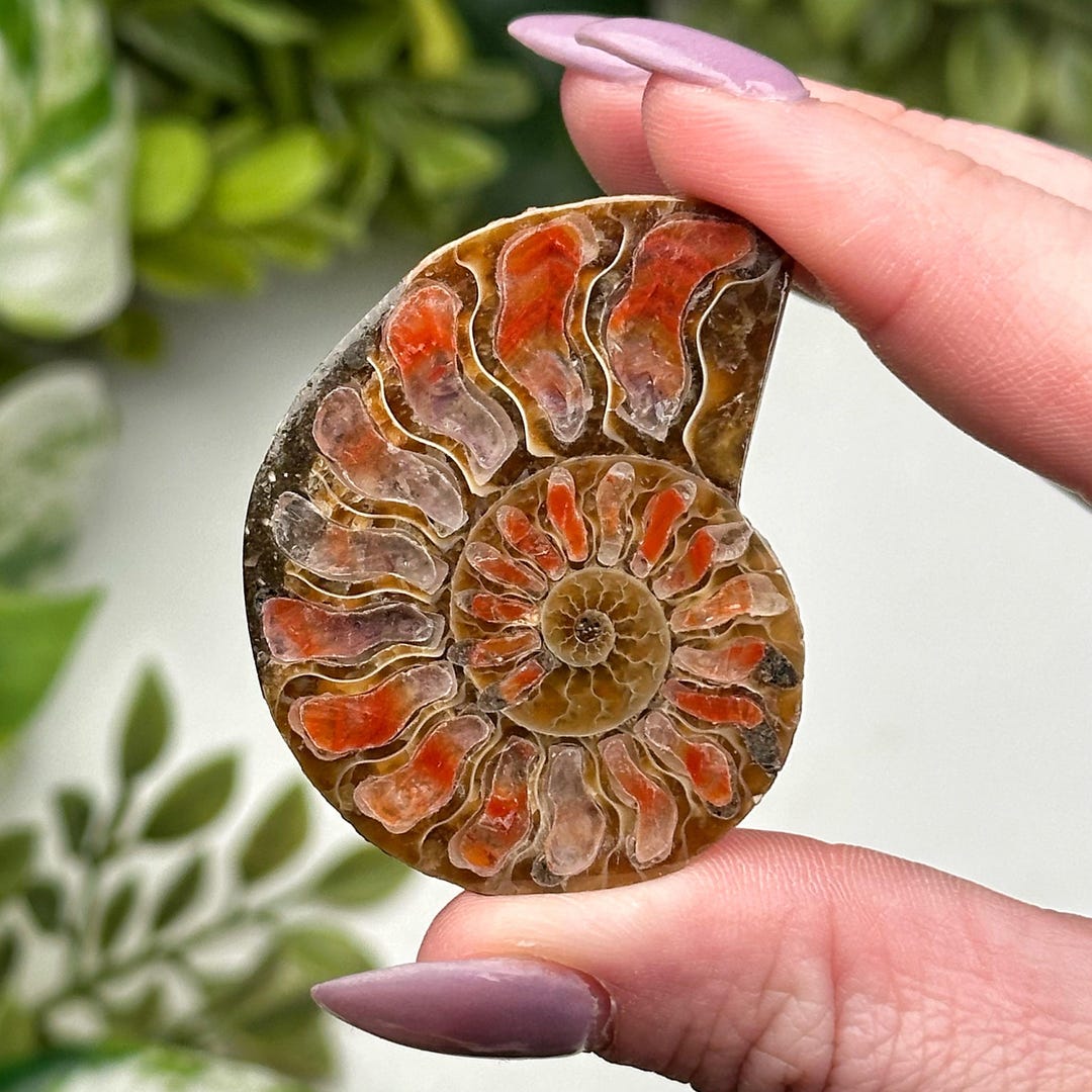 Auralite 23 Ammonite Inlay | 10g | - #1 (polished Red Crystal Fossil ...
