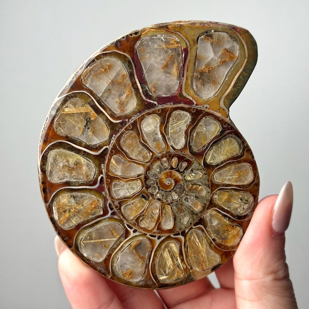Ammonite Rutile Inlay | 110g | - #1 (polished Gold Crystal Fossil, Root ...