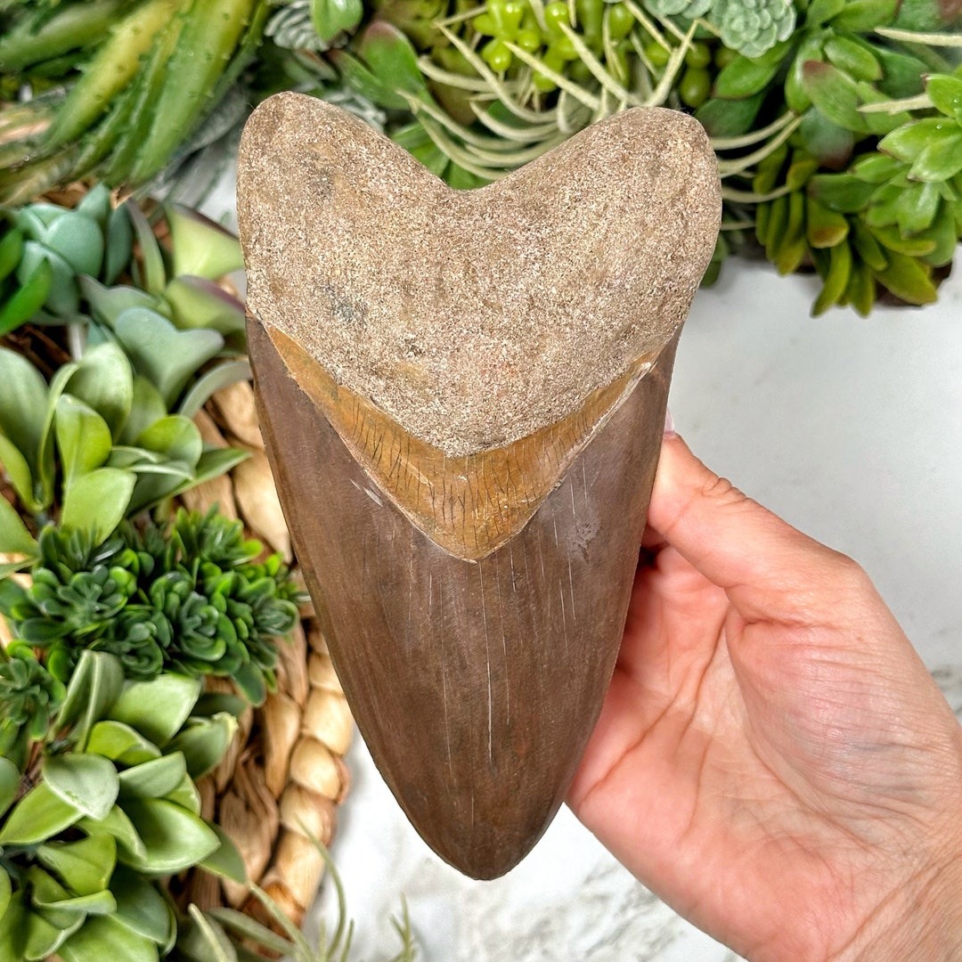 Rare Megalodon Tooth 7 - Etsy