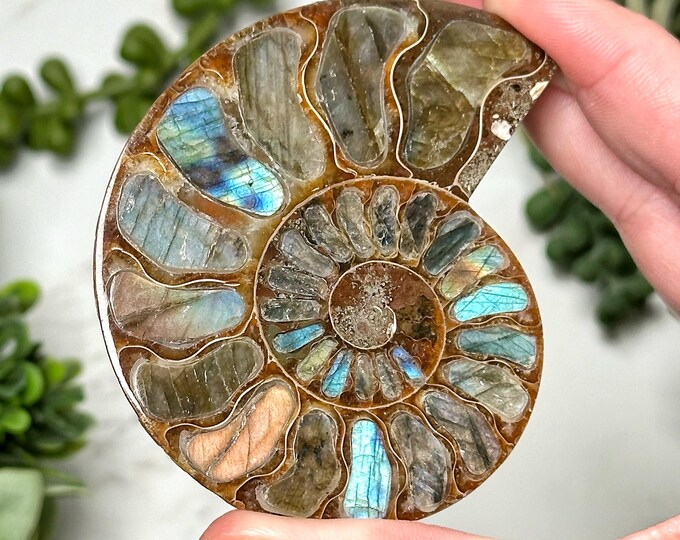 Labradorite Ammonite Inlay - #1 - Etsy