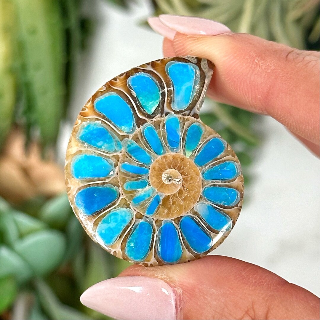 Peruvian Blue Opal Ammonite Inlay 1 - Etsy