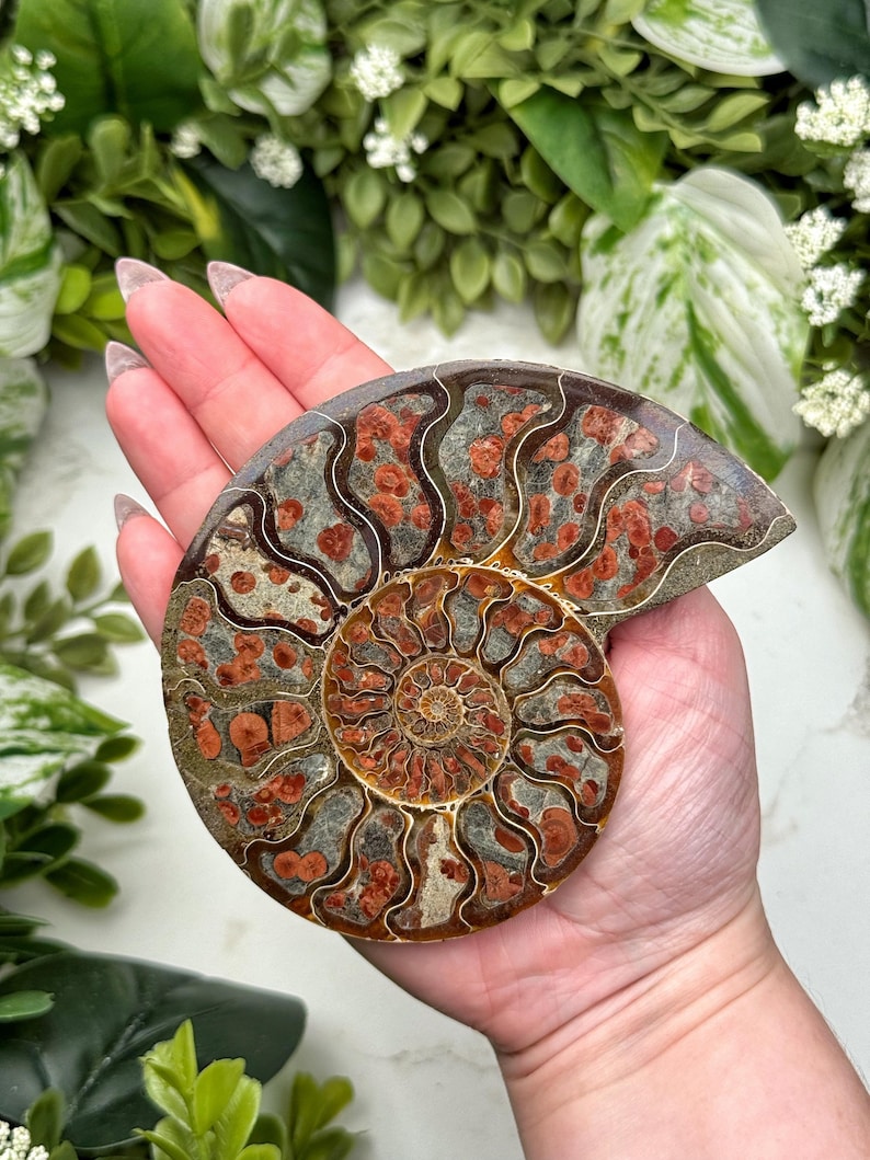 Ammonite Garnet in Wollastonite Inlay - #1 - Etsy UK