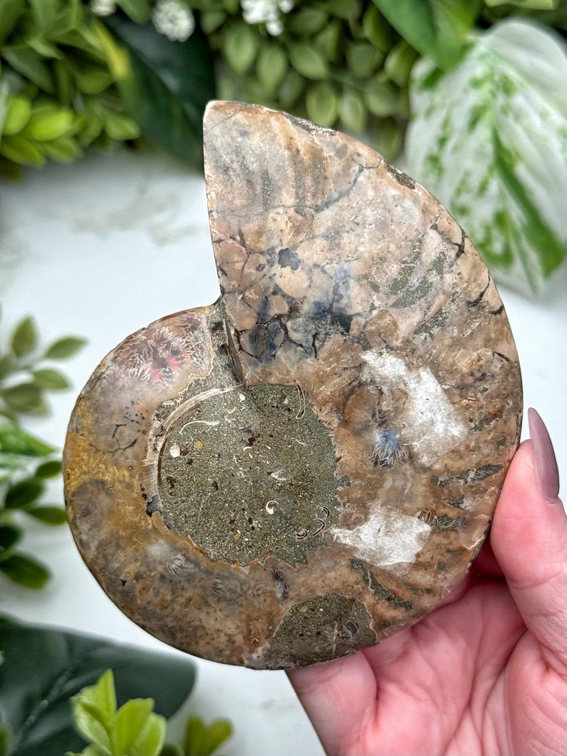 Ammonite Garnet in Wollastonite Inlay - #1 - Etsy UK