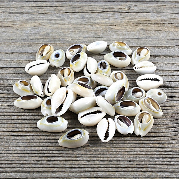 Cut Cowry Shells - Etsy