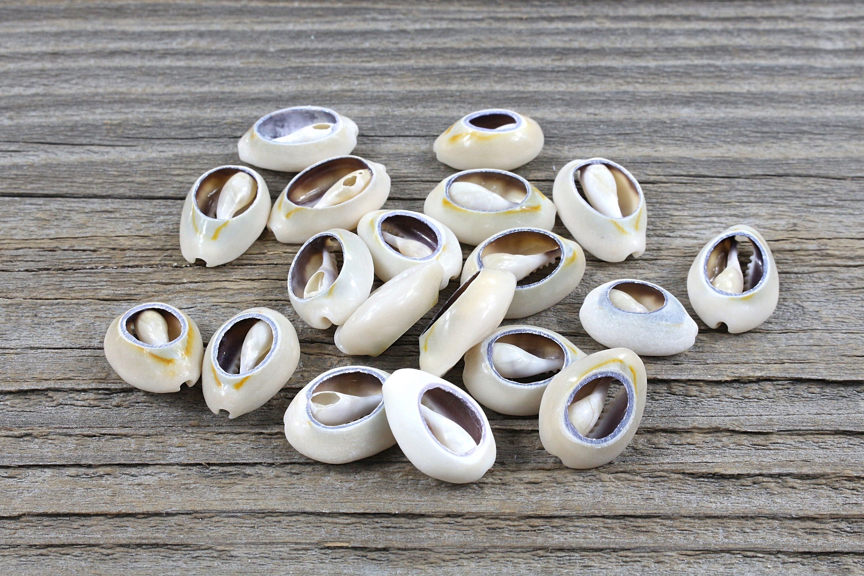 Natural shells cut cauris cowrie shells batch of 20 18 to | Etsy
