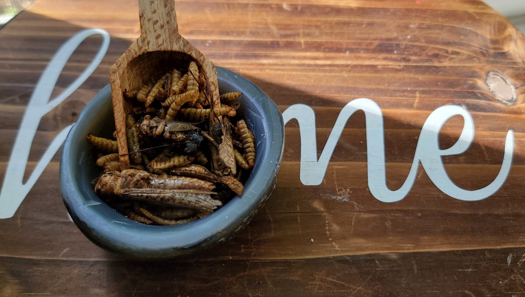 Ultimate Bug Mix - Etsy