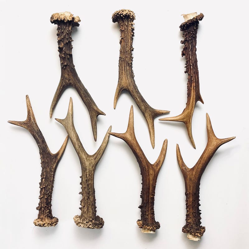 Deer Antler Set Ring - Etsy UK