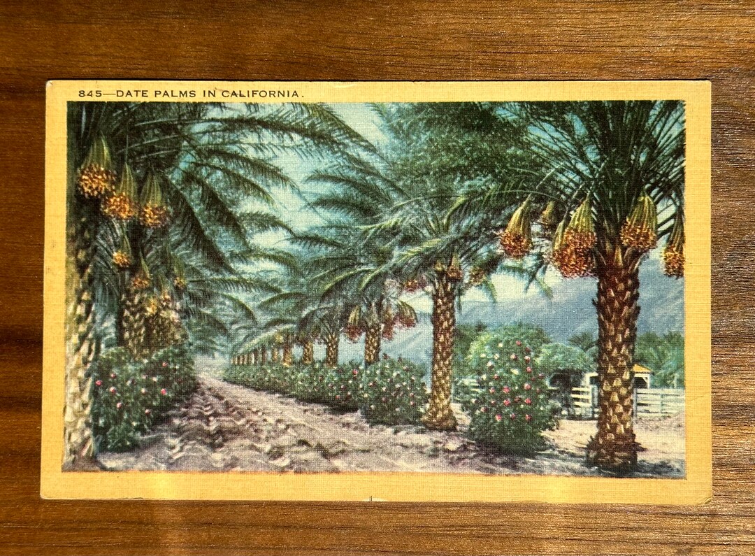Postcard Hundreds of Rows of Tropical Date Palm Trees California Linen ...