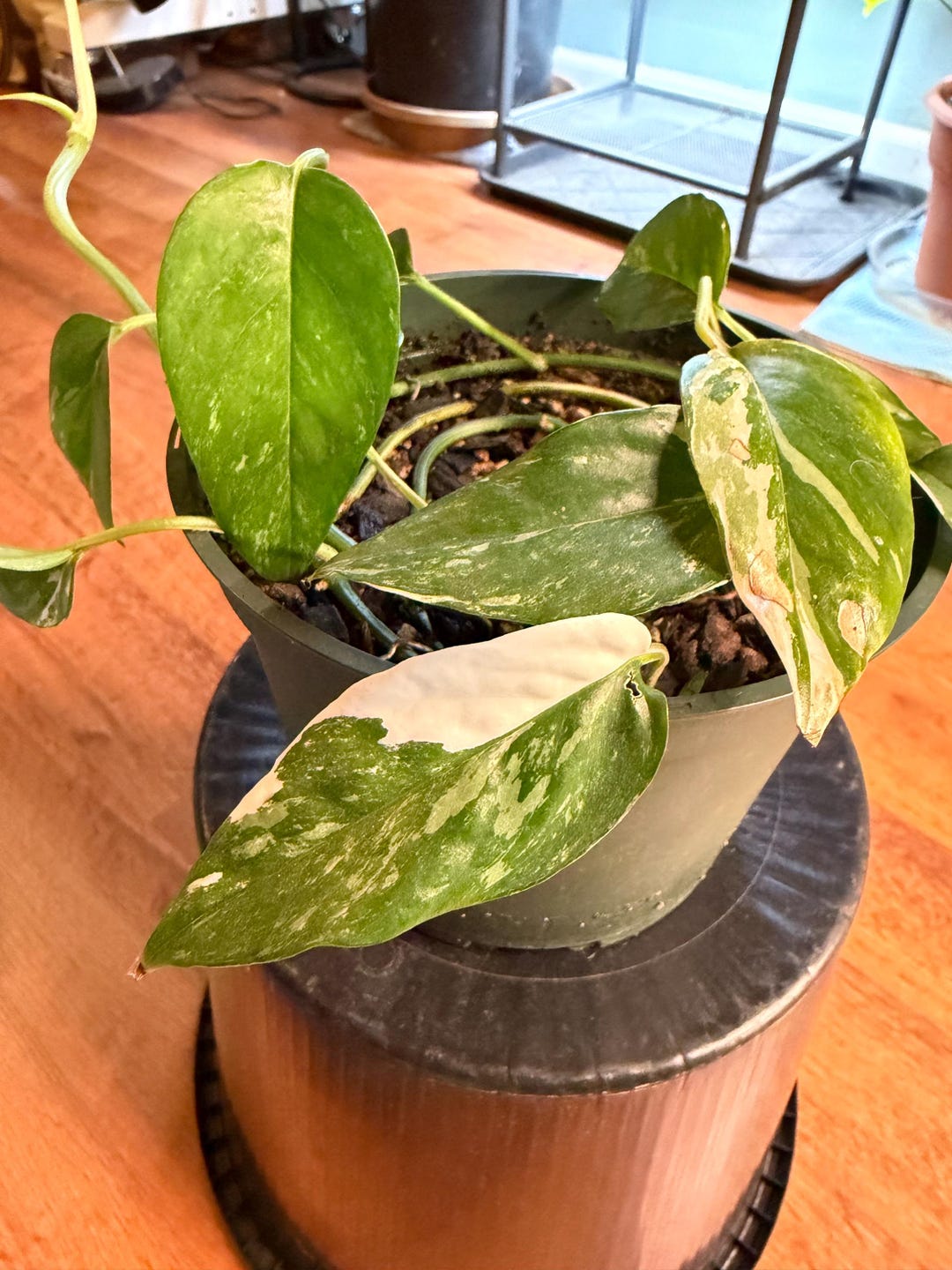 Epipremnum Pinnatum Variegated Albo #EPAL3 *EXACT PLANT*- Albo Pothos ...