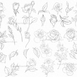 Rose Fine Line Artwork, Garden Flowers, Botanical Line Art,png, Clipart ...