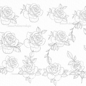 Rose Fine Line Artwork, Garden Flowers, Botanical Line Art,png, Clipart ...