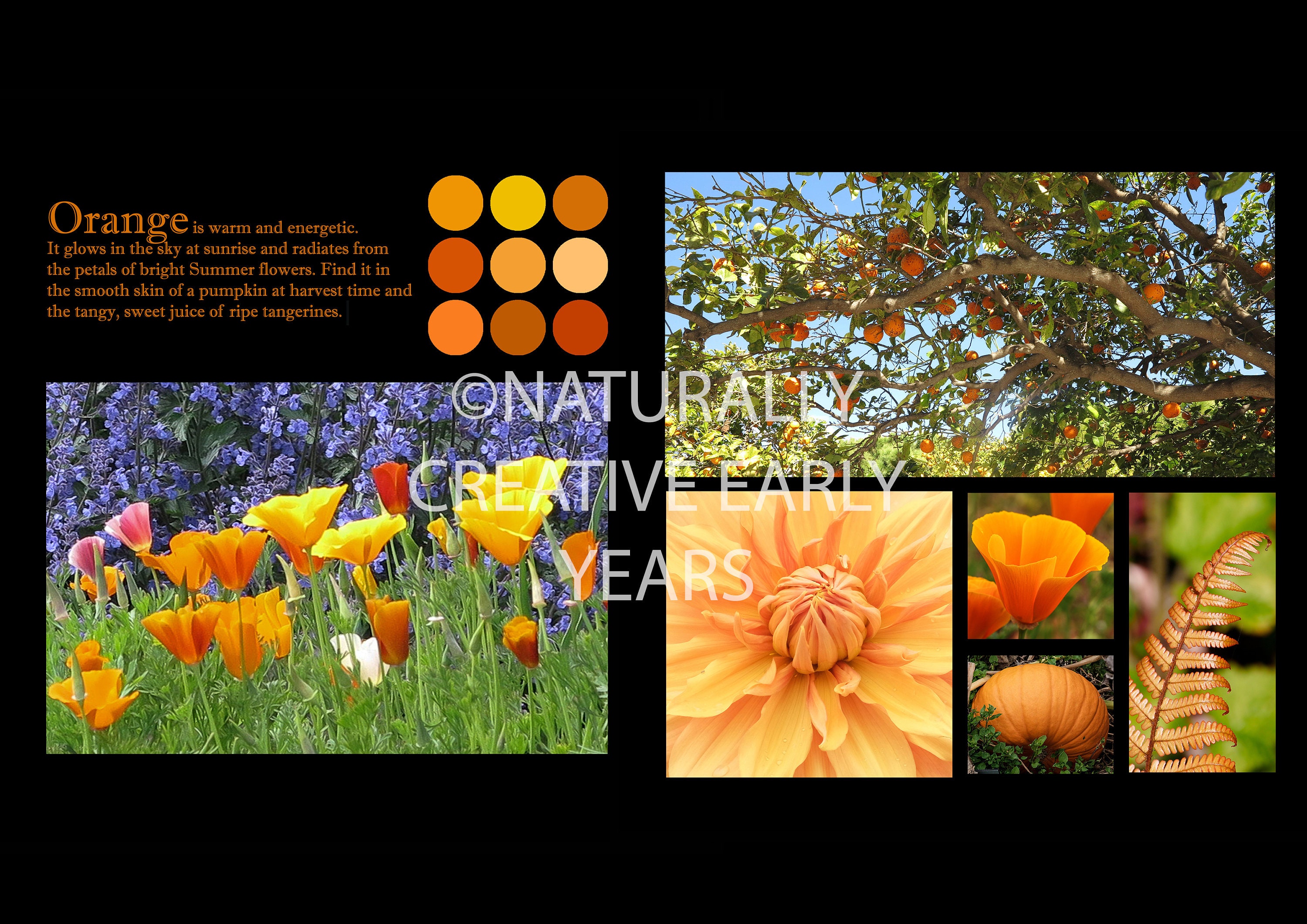 Nature's Colour Palette Classroom Display: Black, Blue, Brown, Green ...