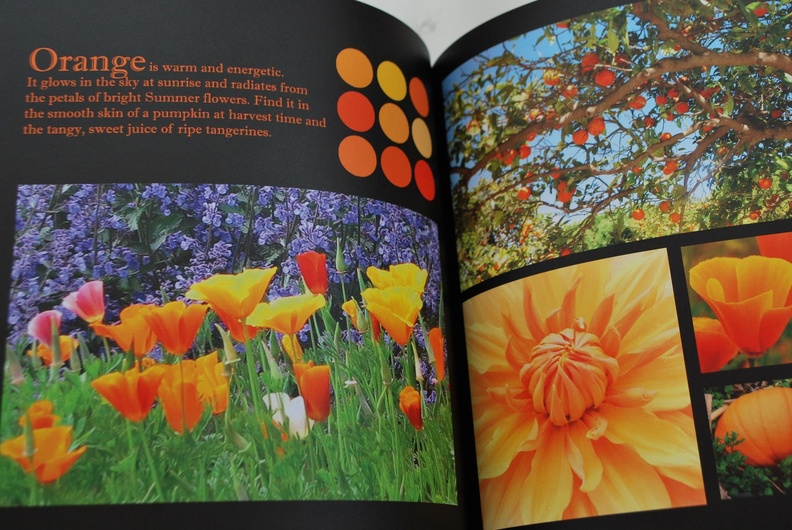 NATURE'S COLOUR PALETTE A Picture Book Celebrating Beauty - Etsy