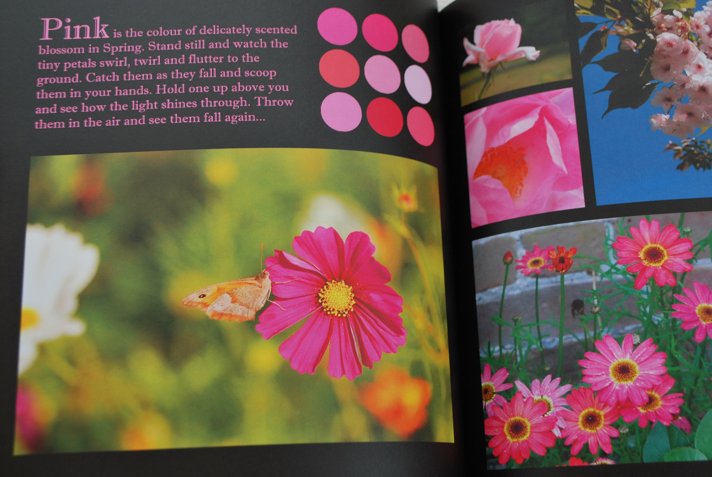NATURE'S COLOUR PALETTE picture book — Naturally Creative Early Years