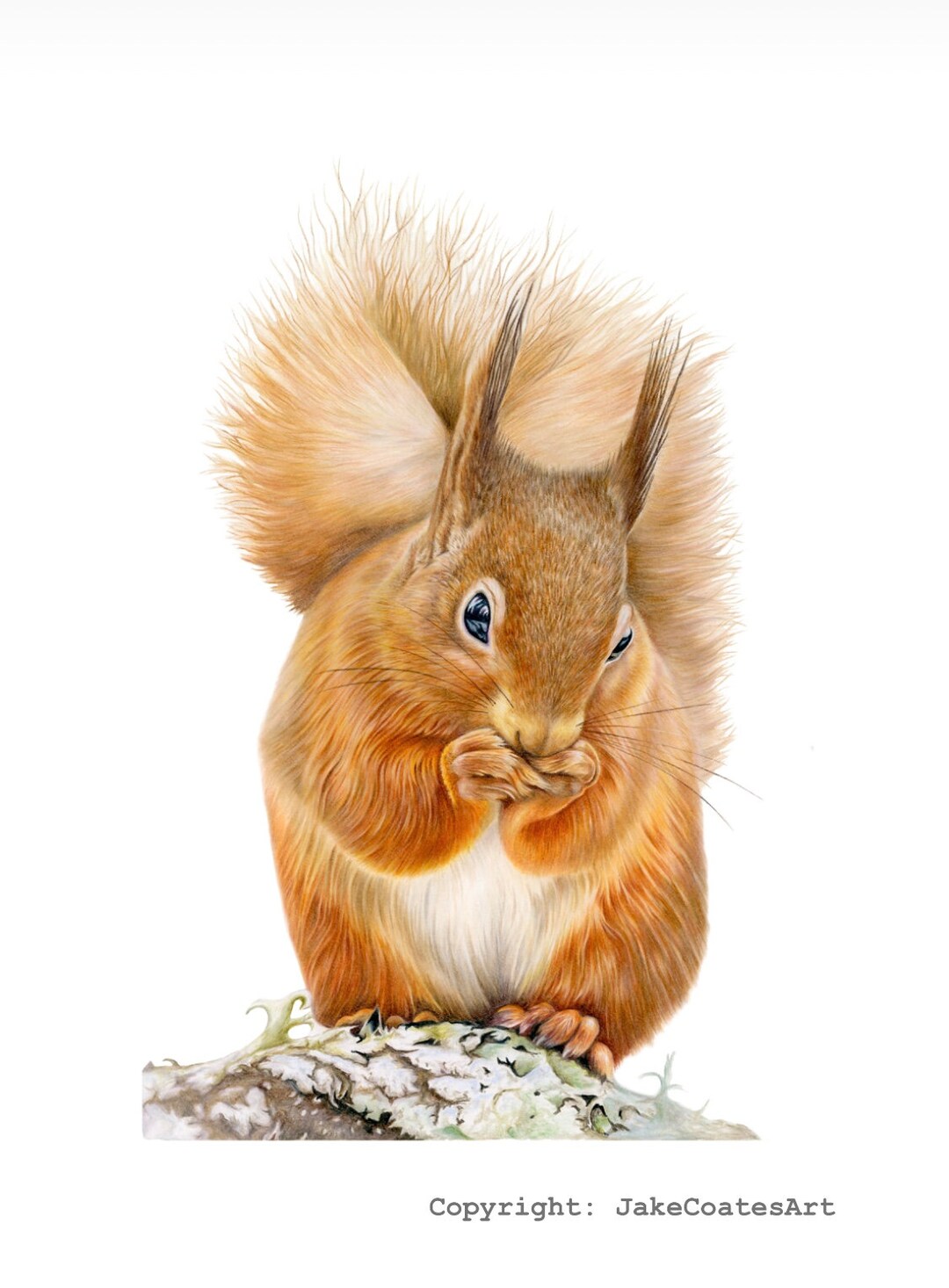 Red Squirrel Gift Card - Etsy