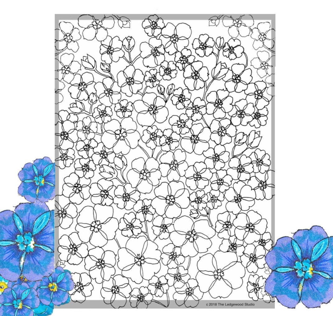 Printable Coloring Page, Forget-me-not Adult Colouring Page, Floral ...