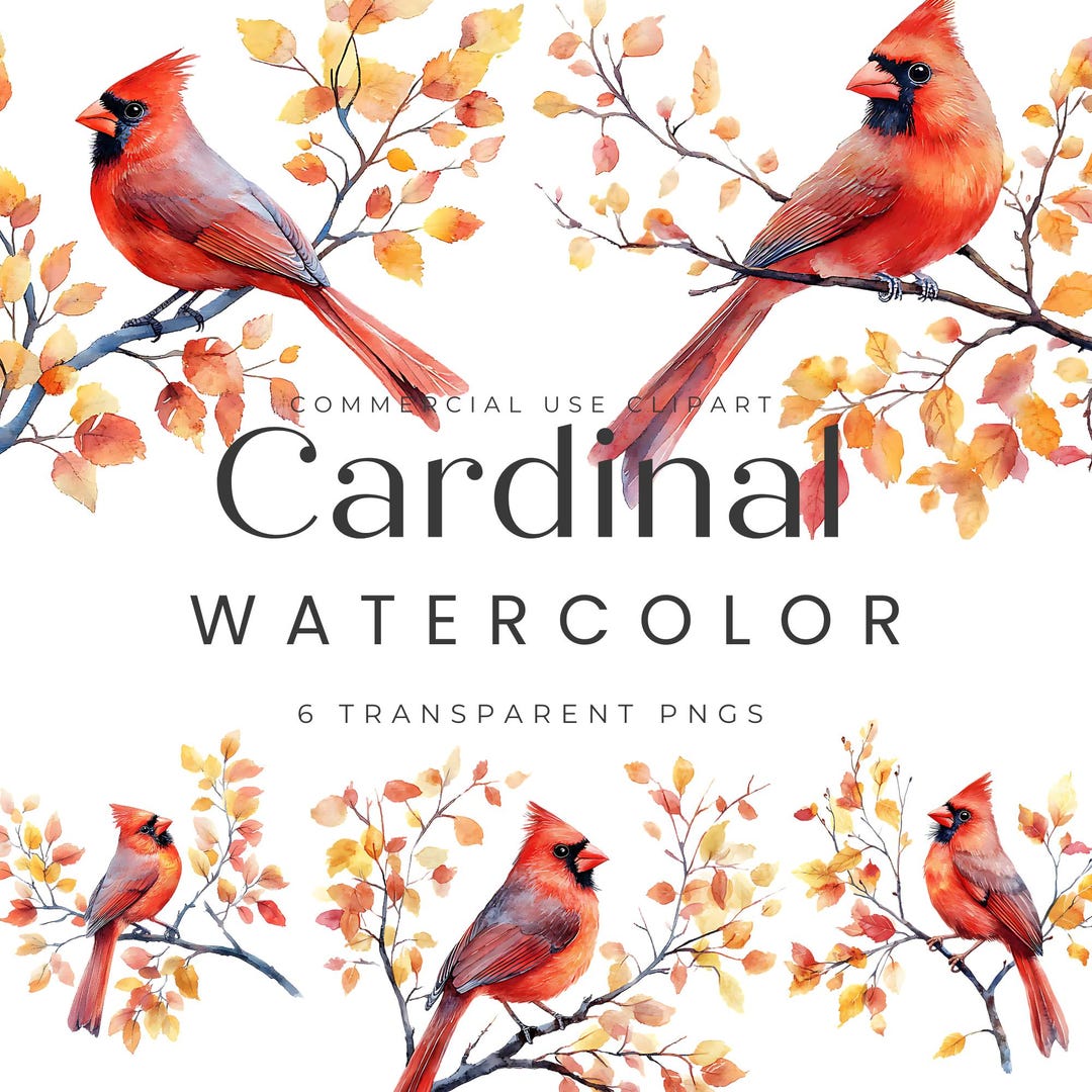 Red Cardinal PNG, Watercolor Cardinal PNG Bundle, Commercial Use ...