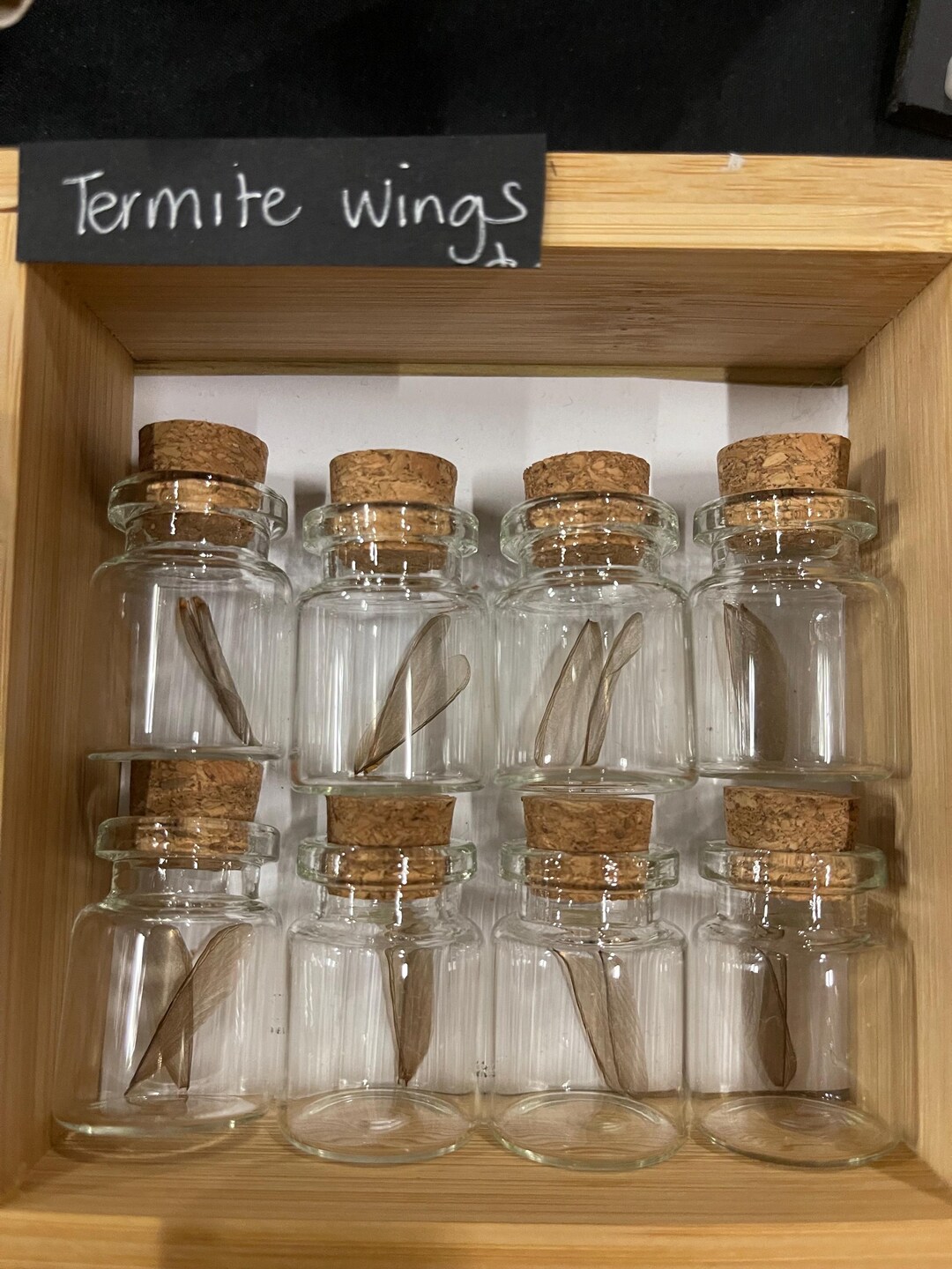 Termite Wing Vial small Specimen - Etsy